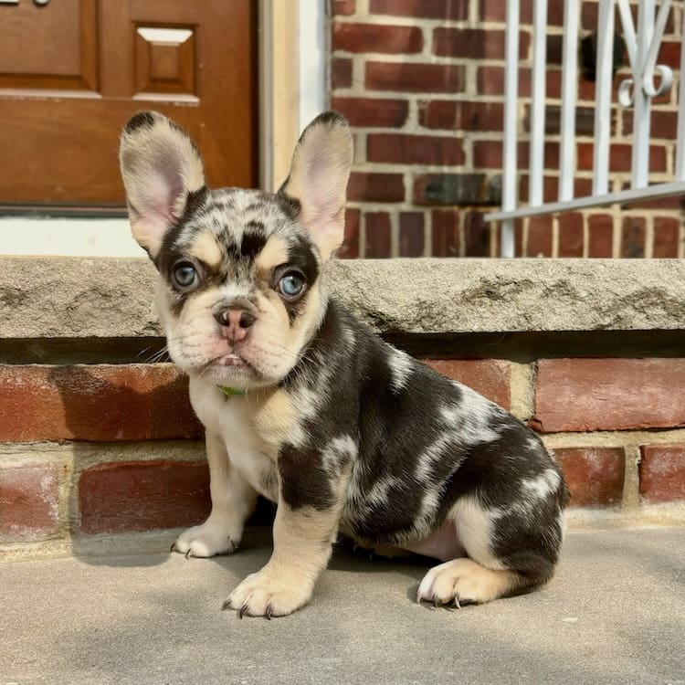 Cocoa and tan Merle Frenchie Puppy Cocoa Merle French bulldogs
