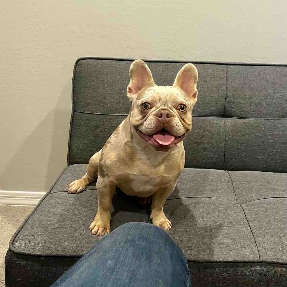 Lilac Merle Frenchie Puppy Full | Lilac Merle French bulldog price