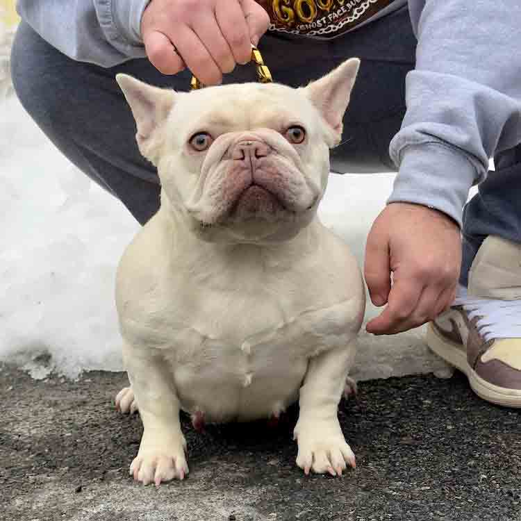 Cocoa and tan Merle Frenchie Puppy Cocoa Merle French bulldogs