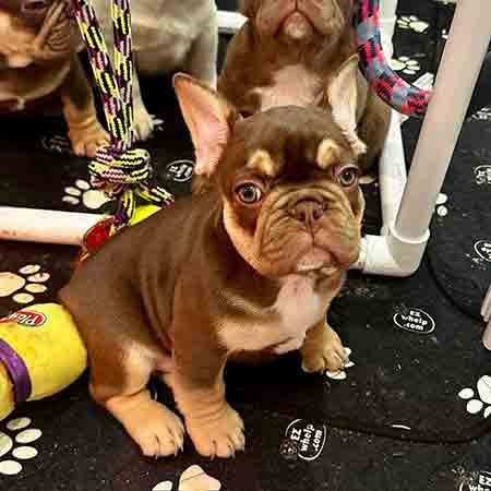Designer Frenchie puppies | AKC French Bulldog puppies for sale