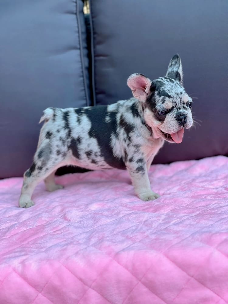 Blue and tan Tricolor Merle Frenchie Puppy Merle Frenchie