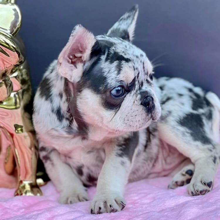 Blue and tan Tricolor Merle Frenchie Puppy Merle Frenchie
