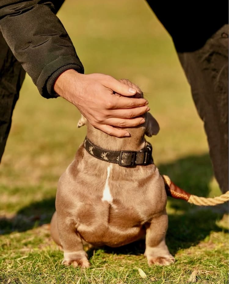 New Shade Isabella Merle French Bulldog | Isabella Merle Frenchie