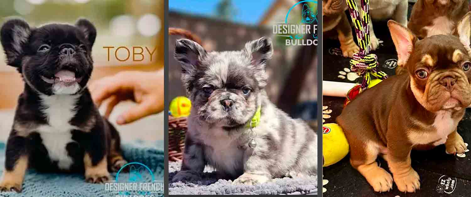 French Bulldog Breeders near me Best Frenchie Breeders near me