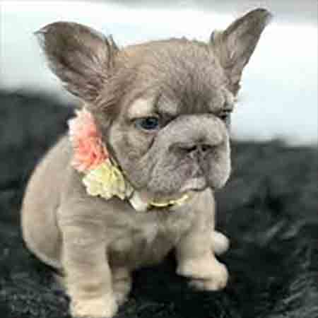 Big Rope Frenchie for sale | Big rope Frenchies for sale best prices