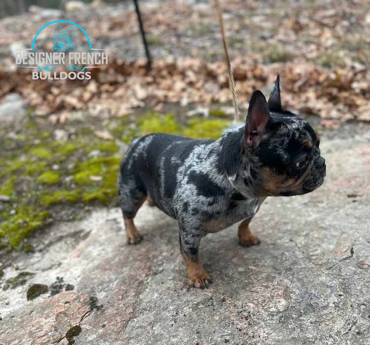 black and tan Tricolor Merle Frenchie Puppy Merle Frenchie