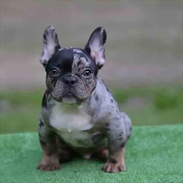 French Bulldog Puppies for sale | Best AKC Frenchie Breeders
