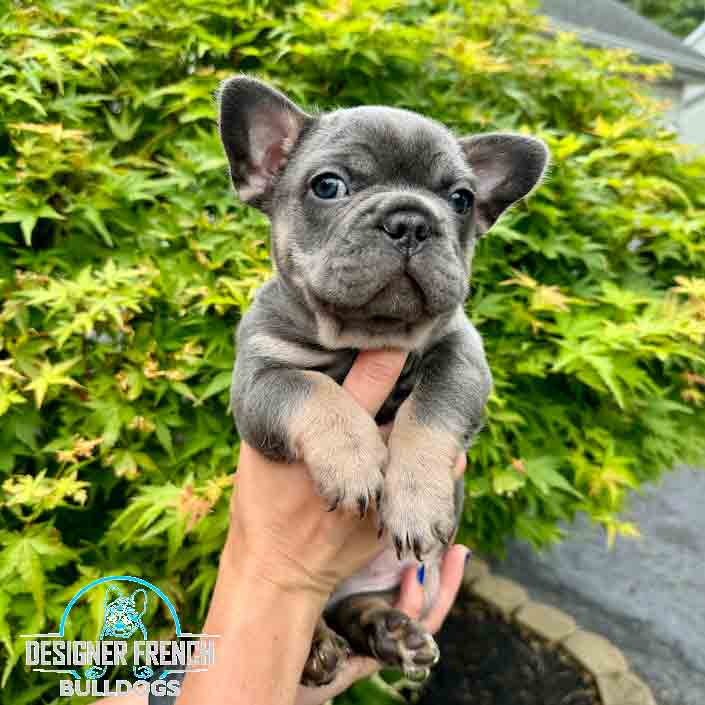 Blue and tan Frenchie Puppy | AKC Blue French bulldog puppies