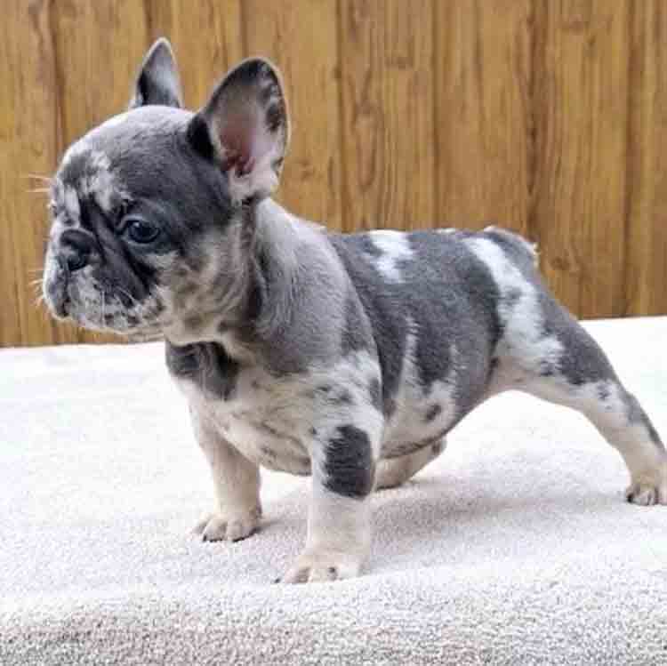 blue and tan Tricolor Merle Frenchie Puppy Merle Frenchie