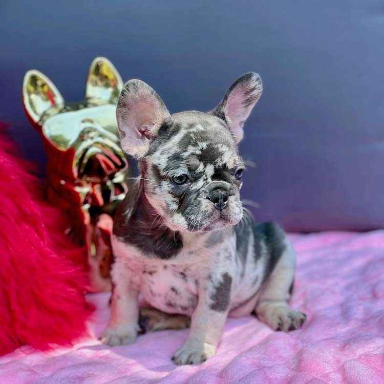 blue and tan Tricolor Merle Frenchie Puppy Merle Frenchie