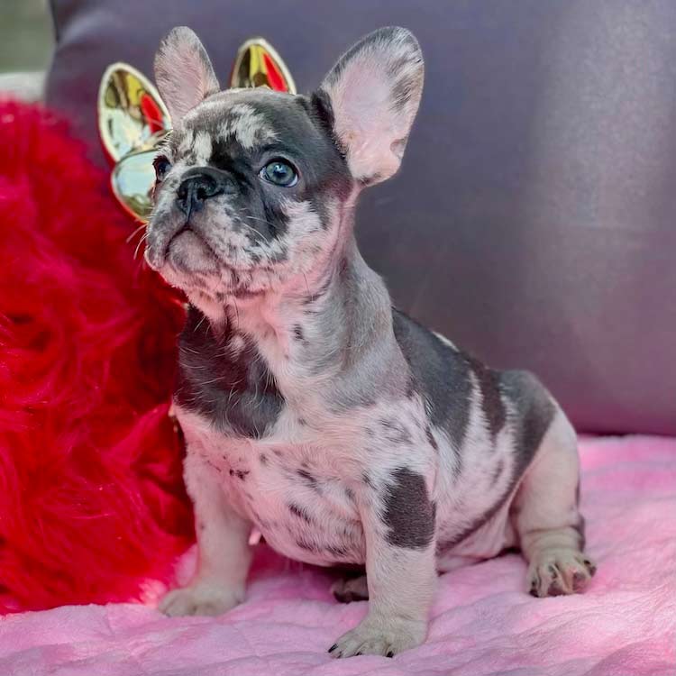 blue and tan Tricolor Merle Frenchie Puppy Merle Frenchie