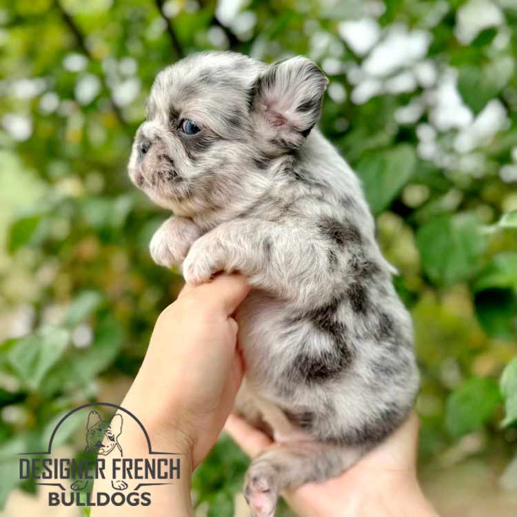 Blue Fluffy Merle female Frenchie Puppies | Fluffy French bulldog