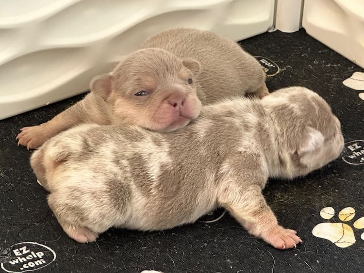 New Shade Isabella Merle French Bulldog puppy Isabella Frenchie