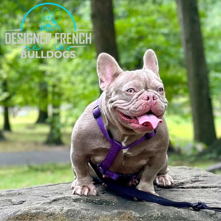 New Shade Isabella Merle French Bulldog | Isabella Merle Frenchie