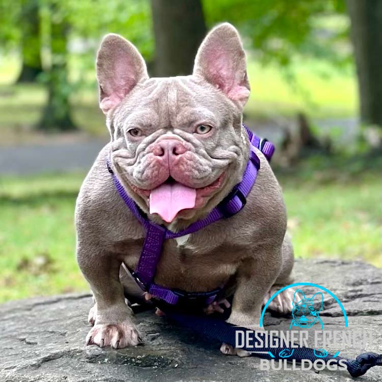 New Shade Isabella Merle French Bulldog | Isabella Merle Frenchie