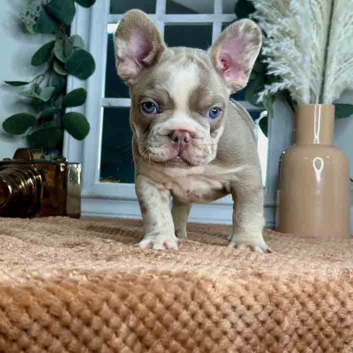 New Shade Isabella Merle Frenchie | Isabella Merle French bulldog