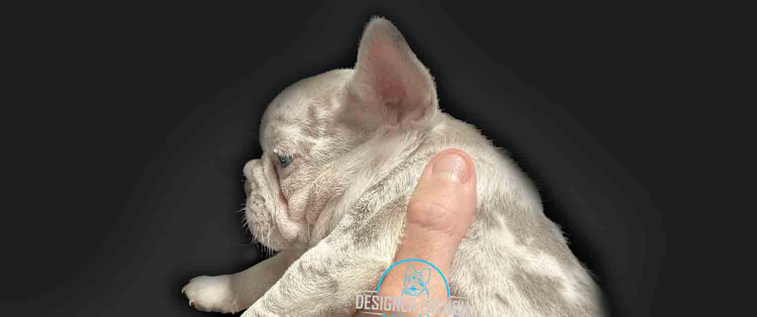 Isabella Merle French Bulldog Puppies| Isabella Merle Frenchie