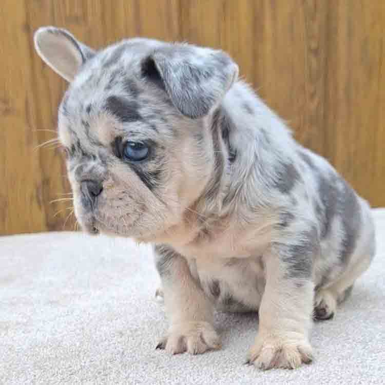 Frenchie puppies for sale | Best French Bulldog puppies for sale