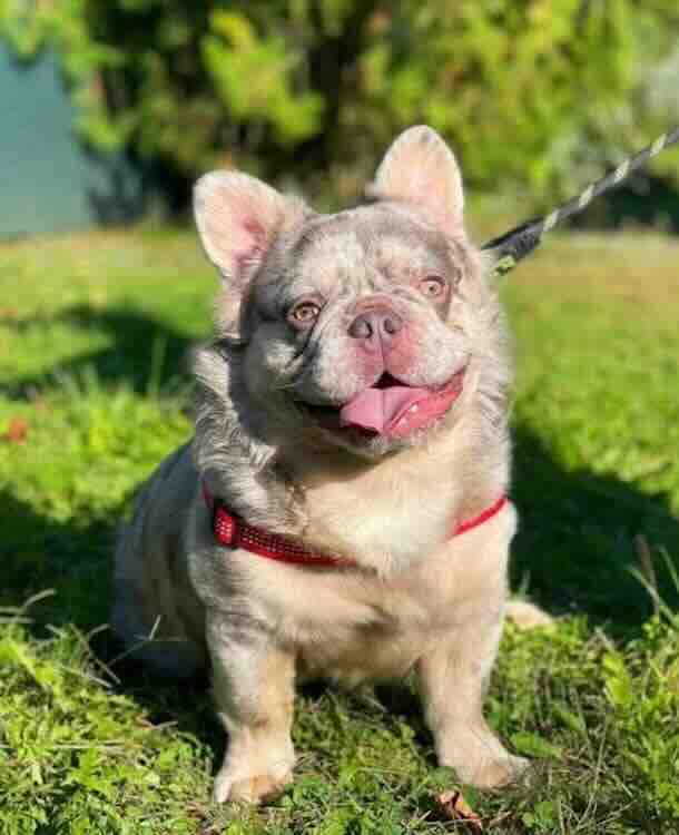 Lilac and tan Tricolor Merle Frenchie Puppy Fluffy Merle Frenchie