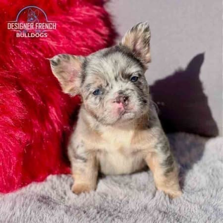 Lilac and tan Tricolor Merle Frenchie Puppy Fluffy Merle Frenchie