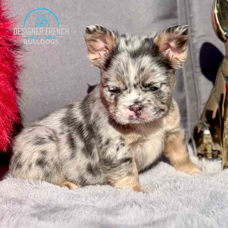 Lilac and tan Tricolor Merle Frenchie Puppy Fluffy Merle Frenchie