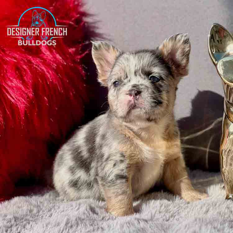 Lilac and tan Tricolor Merle Frenchie Puppy Fluffy Merle Frenchie