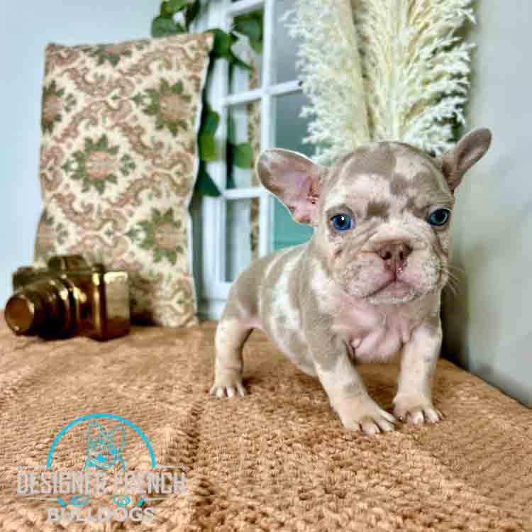 New Shade Isabella Merle French Bulldog | Isabella Merle Frenchie