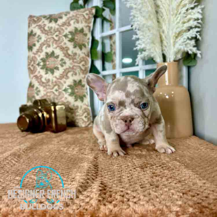 New Shade Isabella Merle French Bulldog | Isabella Merle Frenchie