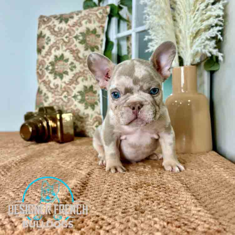 New Shade Isabella Merle French Bulldog | Isabella Merle Frenchie
