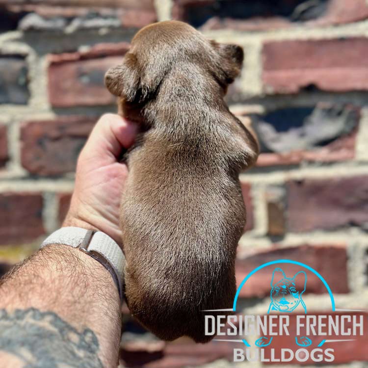 Rojo and Tan Frenchie Puppy Rojo and tan French bulldog for sale