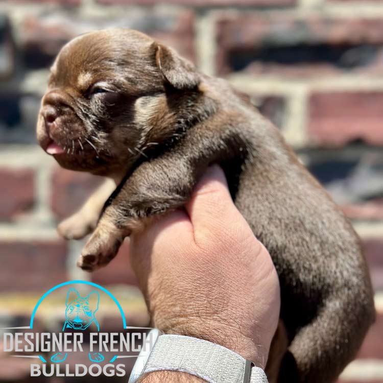 Rojo and Tan Frenchie Puppy Rojo and tan French bulldog for sale