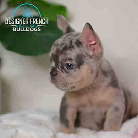 Blue Merle French Bulldog for sale | Blue Merle Frenchie puppies