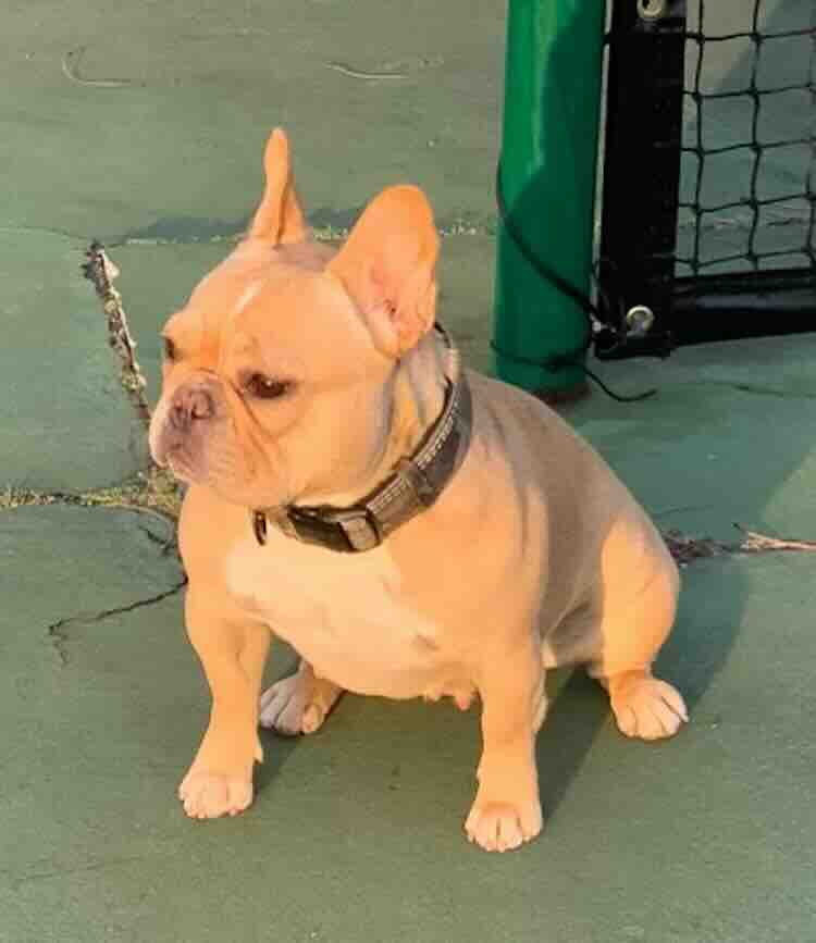 Platinum Fluffy Frenchie Puppies cost | Fluffy French bulldogs price