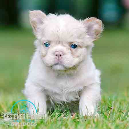 Platinum Fluffy Frenchie Puppies cost | Fluffy French bulldogs price