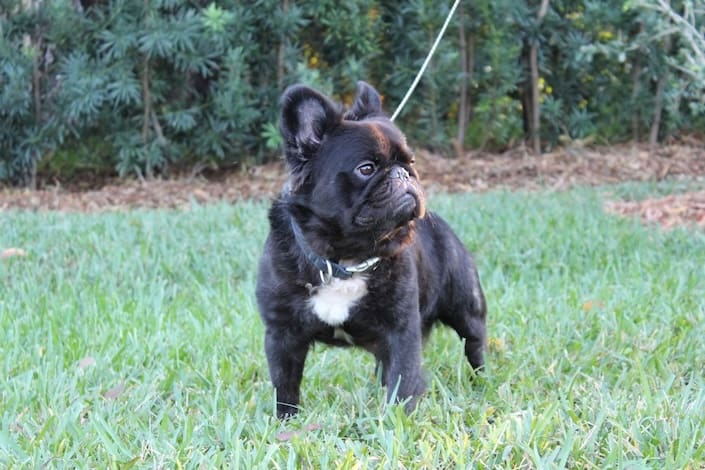 Blue Fluffy Frenchie Puppies | Blue male fluffy French bulldog price