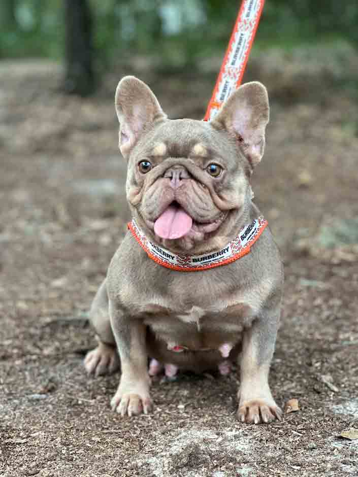Isabella Frenchie Puppies | Isabella French bulldogs for sale