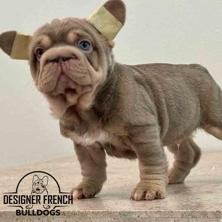 Isabella Frenchie Puppies | Isabella French bulldogs for sale