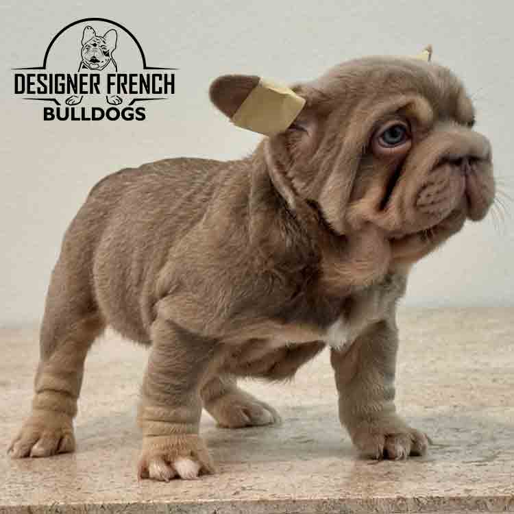 Isabella Frenchie Puppies | Isabella French bulldogs for sale