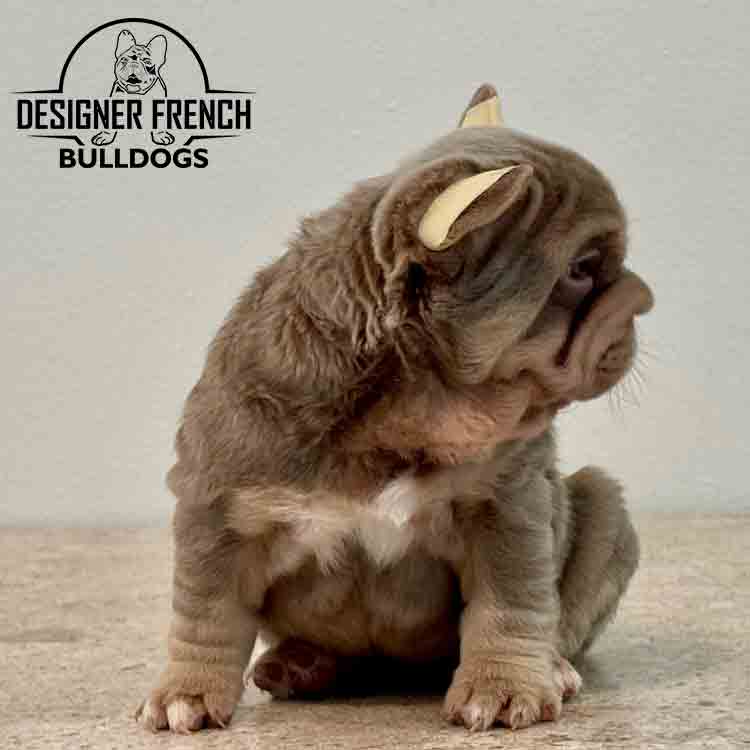 Isabella Frenchie Puppies | Isabella French bulldogs for sale
