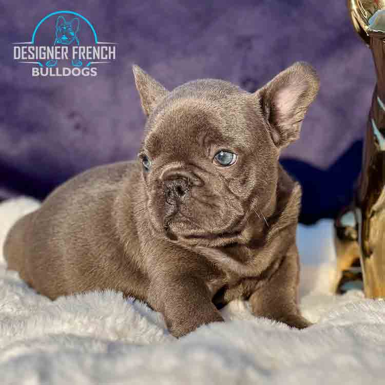 Blue Frenchie Puppy | AKC Blue French bulldog puppies for sale