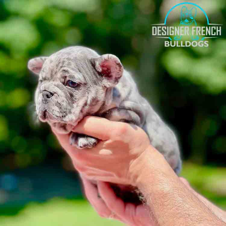 Blue Merle Frenchie Puppies for sale | blue Merle Frenchie cost