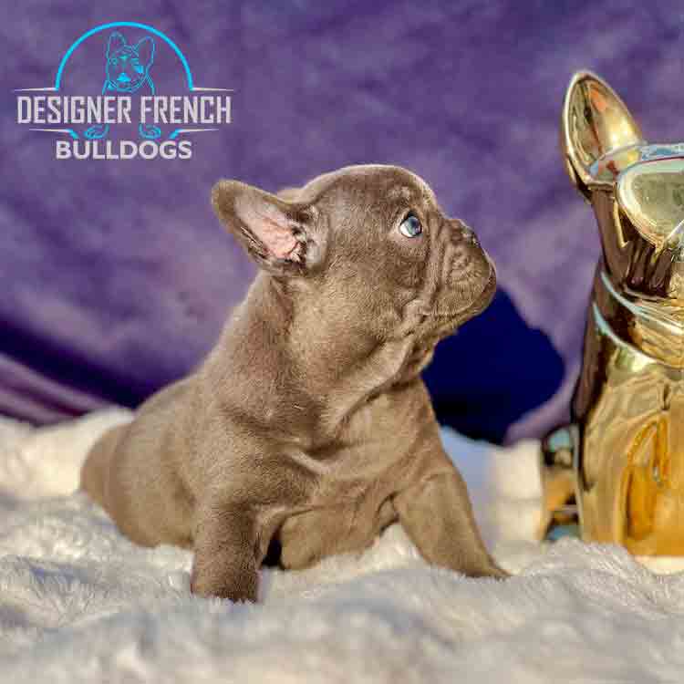 Blue Frenchie Puppy | AKC Blue French bulldog puppies for sale