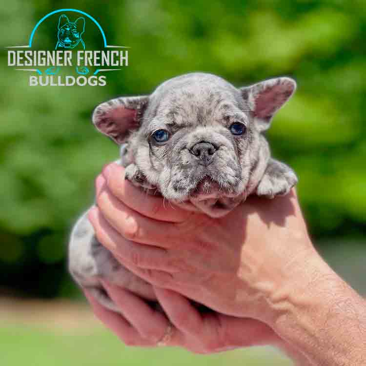 Blue Merle Frenchie Puppies for sale | blue Merle Frenchie cost
