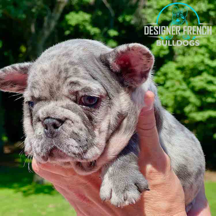 Blue Merle Frenchie Puppies for sale | blue Merle Frenchie cost