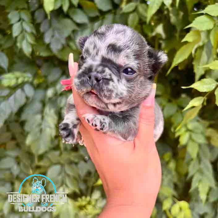 Blue Merle Frenchie Puppies for sale | blue Merle Frenchie cost