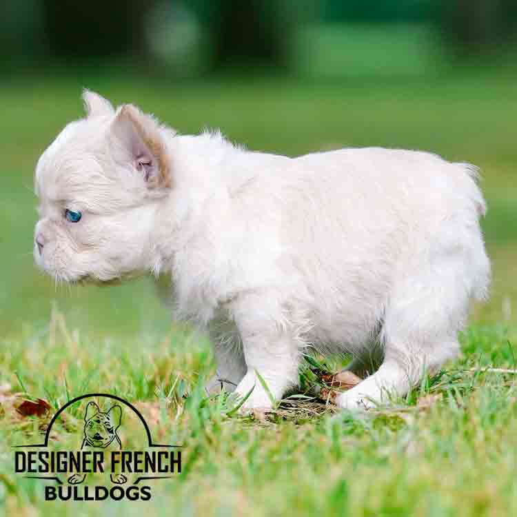 Platinum Fluffy Frenchie Puppies cost | Fluffy French bulldogs price
