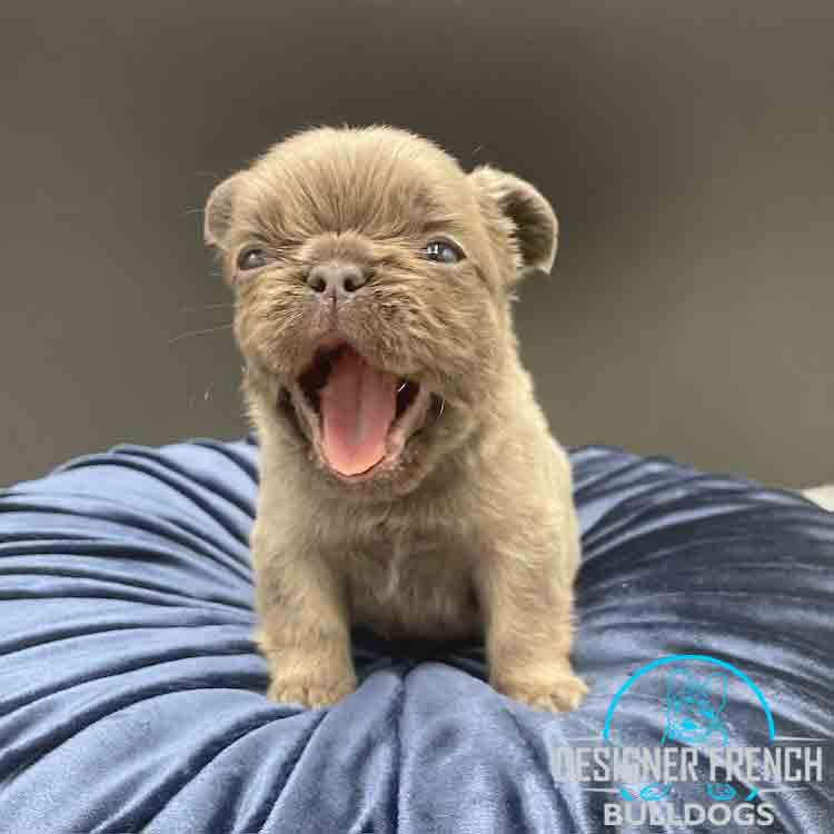 Blue Fluffy Frenchie Puppies | Blue male fluffy French bulldog price