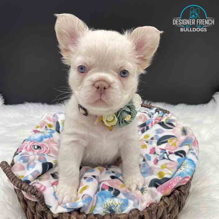 Platinum Fluffy Frenchie Puppies cost | Fluffy French bulldogs price