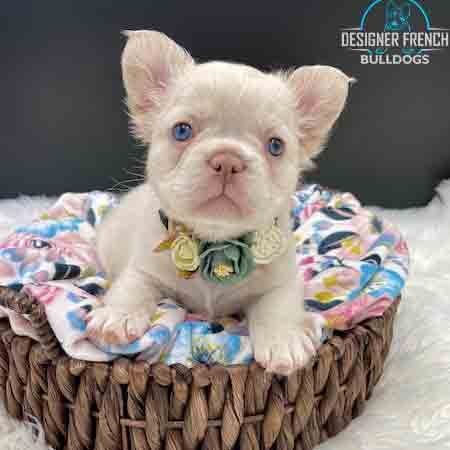 Platinum Fluffy Frenchie Puppies cost | Fluffy French bulldogs price
