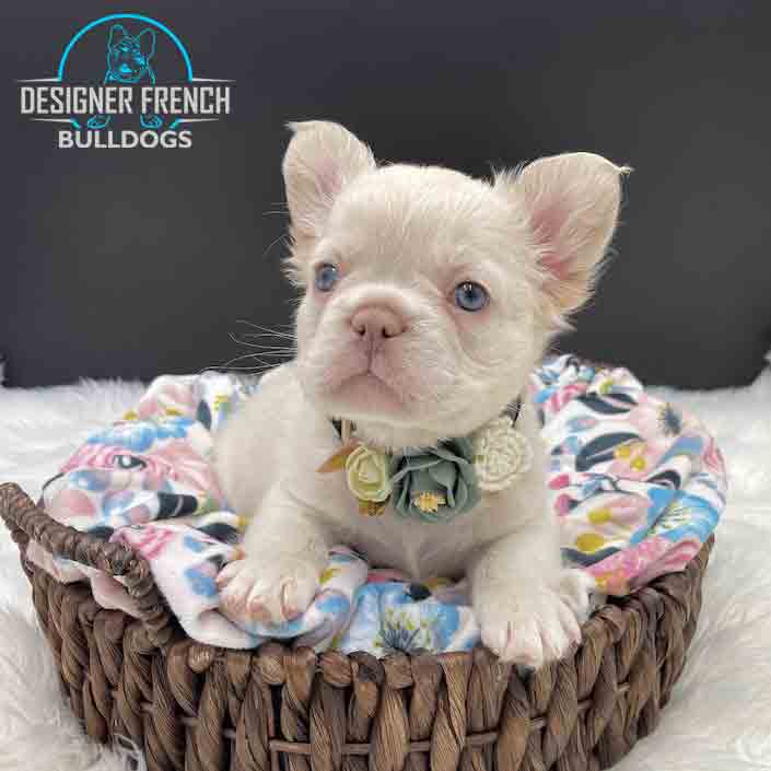 Platinum Fluffy Frenchie Puppies cost | Fluffy French bulldogs price